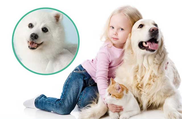 Pet Wipes: How to Use Them for Your Furry Friend-Sywipe Factory
