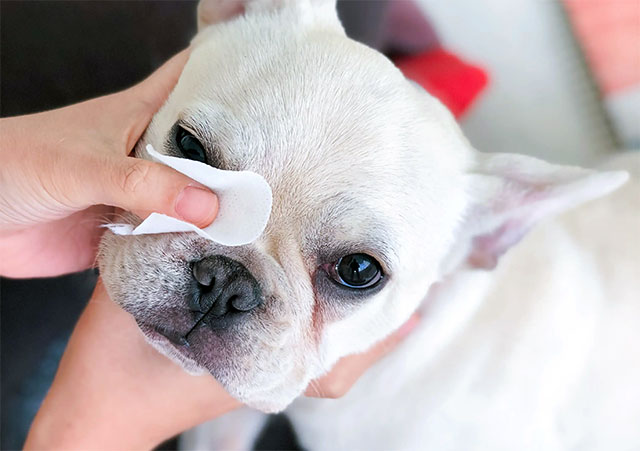 How To Use Wipes on Your Pets?Sywipe Pet Products Supplier