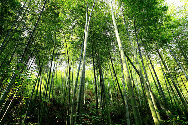 What Sets Bamboo Pulp Apart from Wood Pulp in Paper Production?