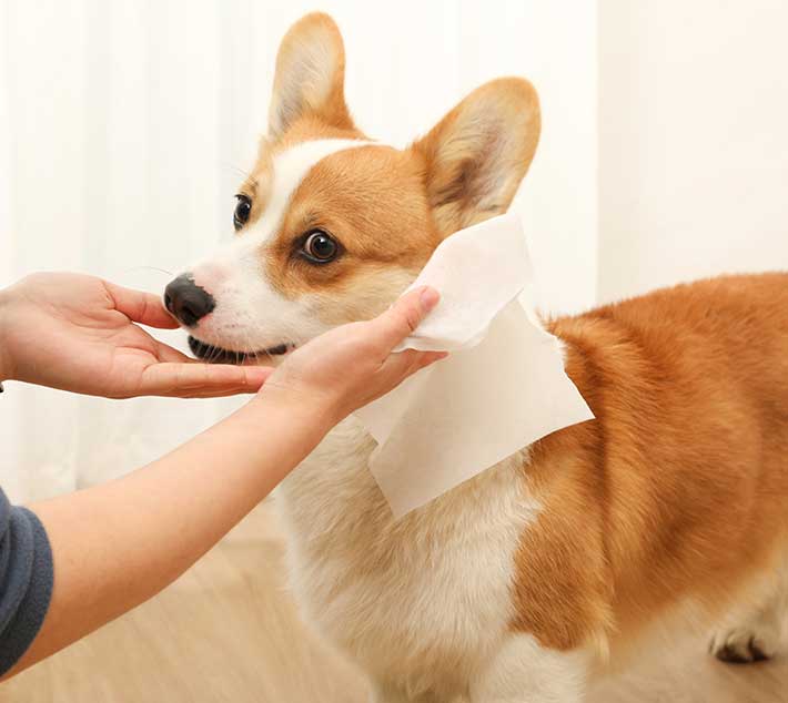 How To Use Wipes on Your Pets?Sywipe Pet Products Supplier